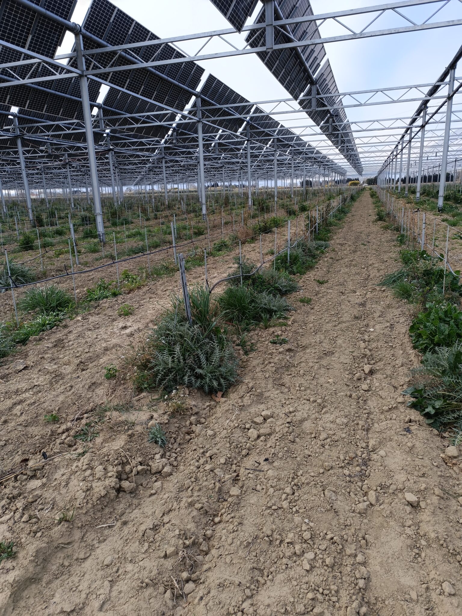 Projets agrivoltaïques - Oilive Green